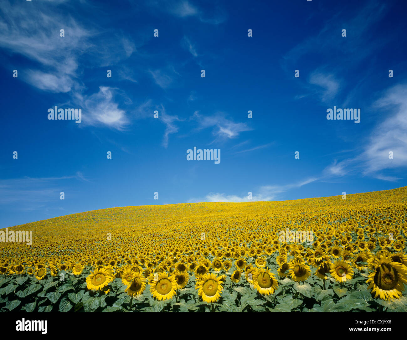 Sunflower andalusia spain hi-res stock photography and images - Alamy