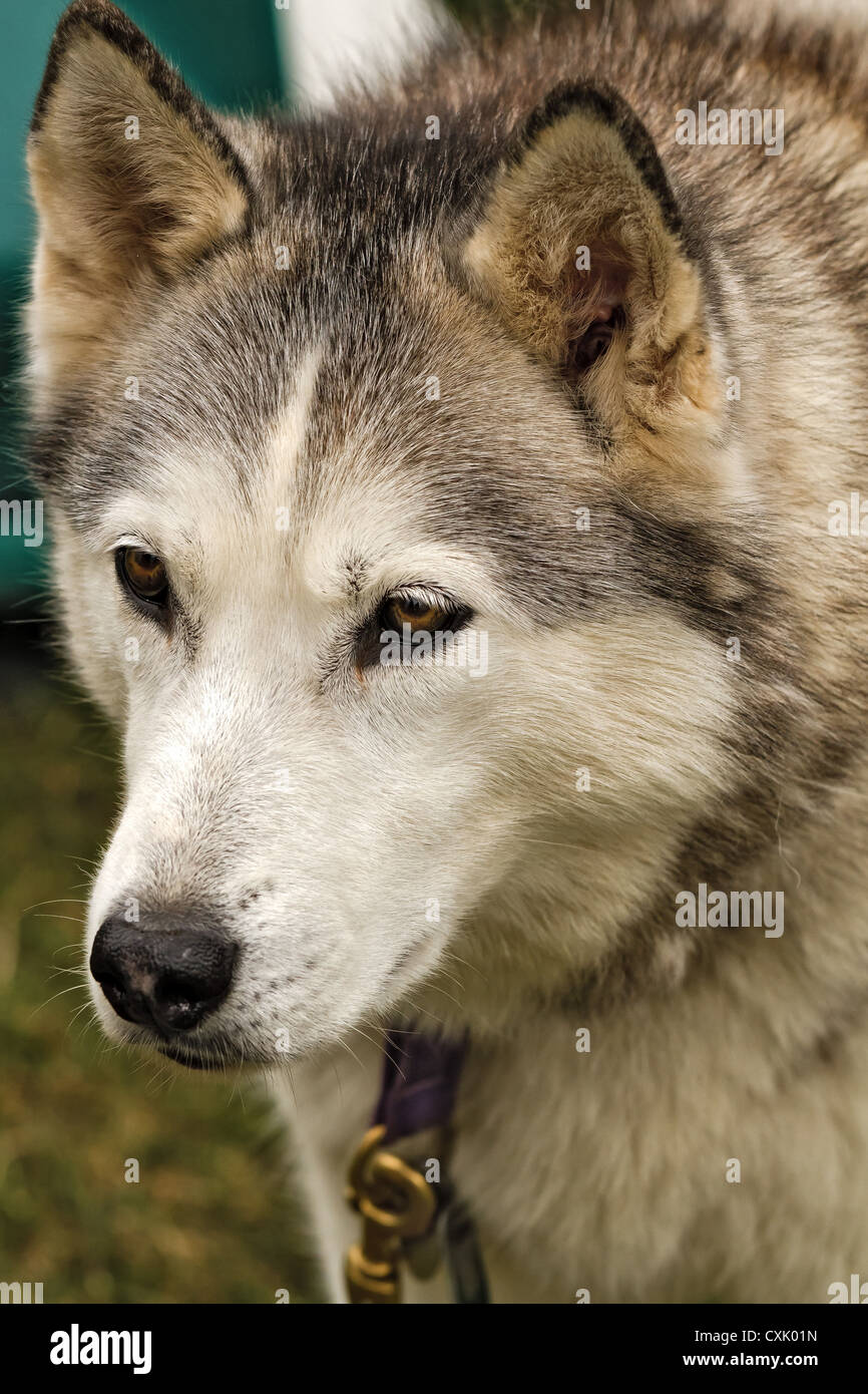 UK Berkshire Husky Dog Stock Photo - Alamy
