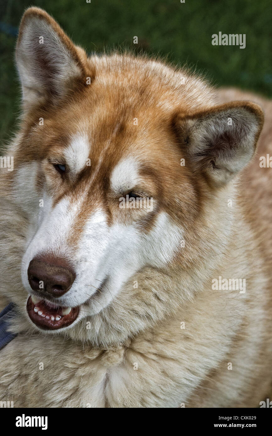 UK Berkshire Husky Dog Stock Photo - Alamy