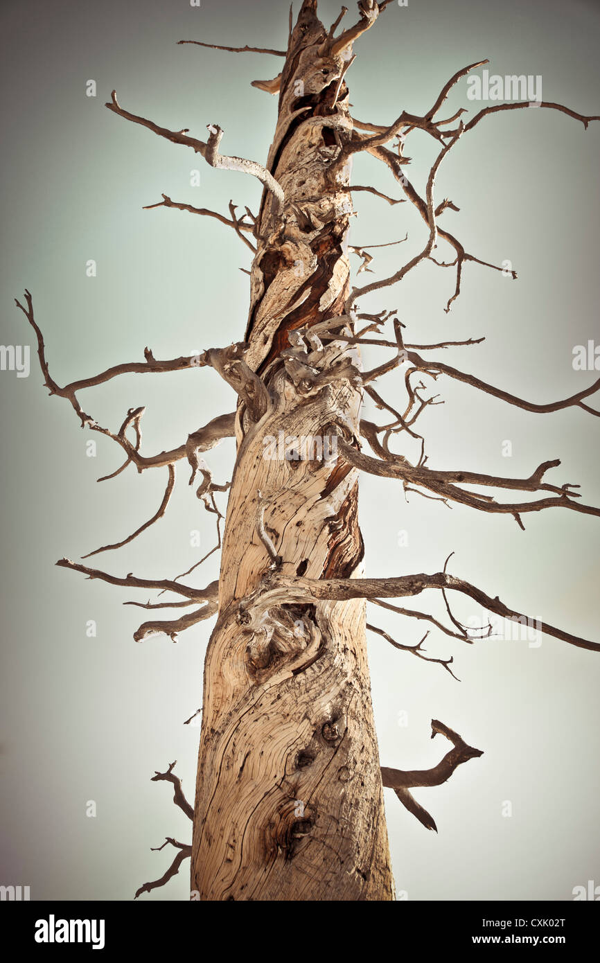 Unusual Looking Tree Trunks High Resolution Stock Photography and ...