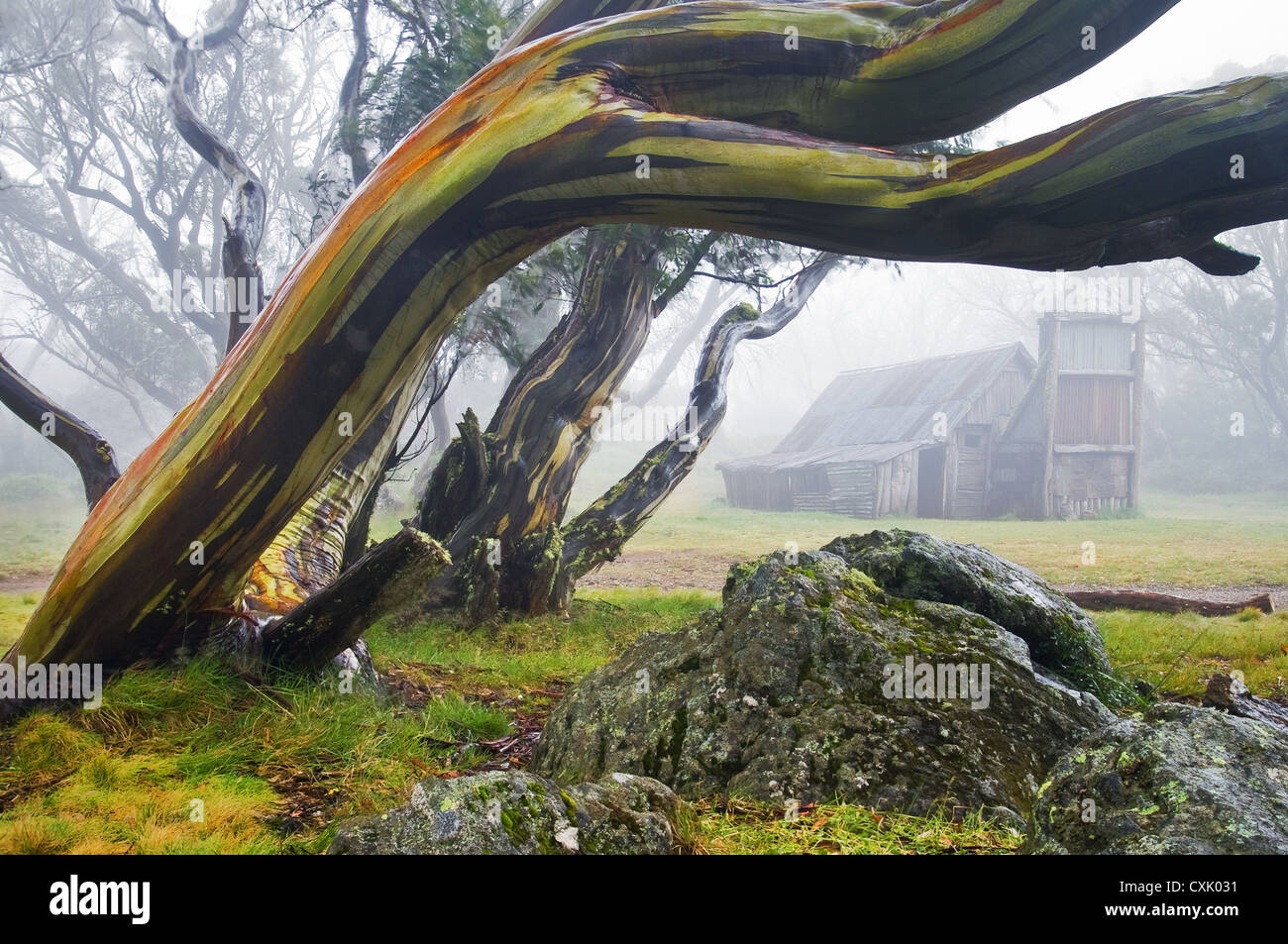 Snow gum hi-res stock photography and images - Alamy