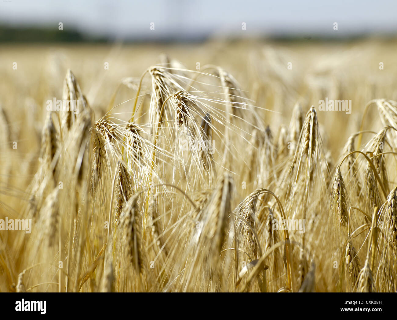 Barley Spikes High Resolution Stock Photography and Images - Alamy