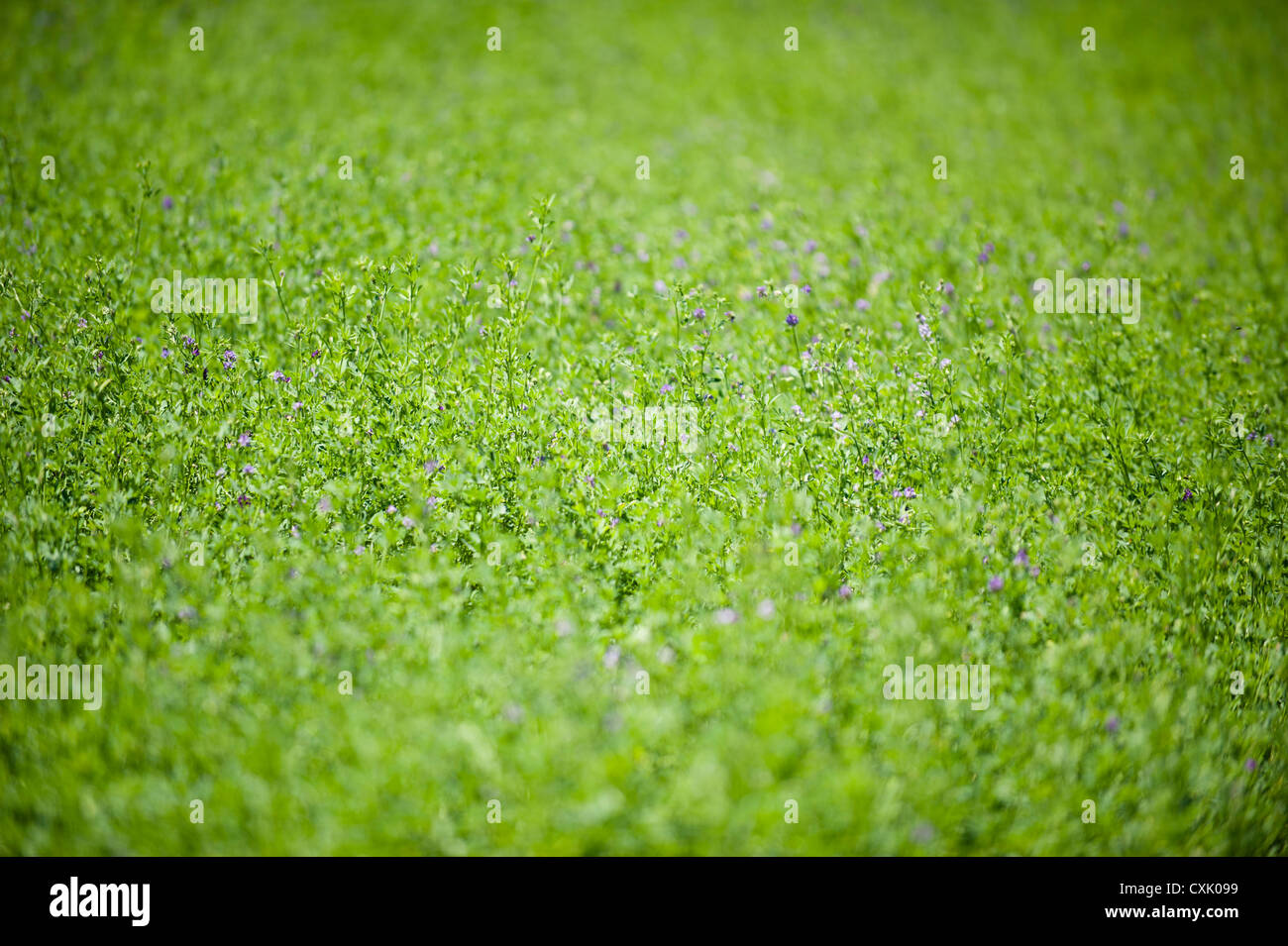 Grass growing extreme close up hi-res stock photography and images - Alamy