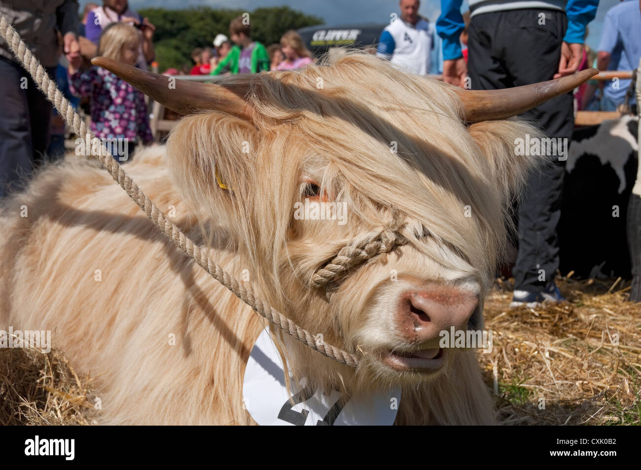 Highland cow highland cattle show hi-res stock photography and images ...
