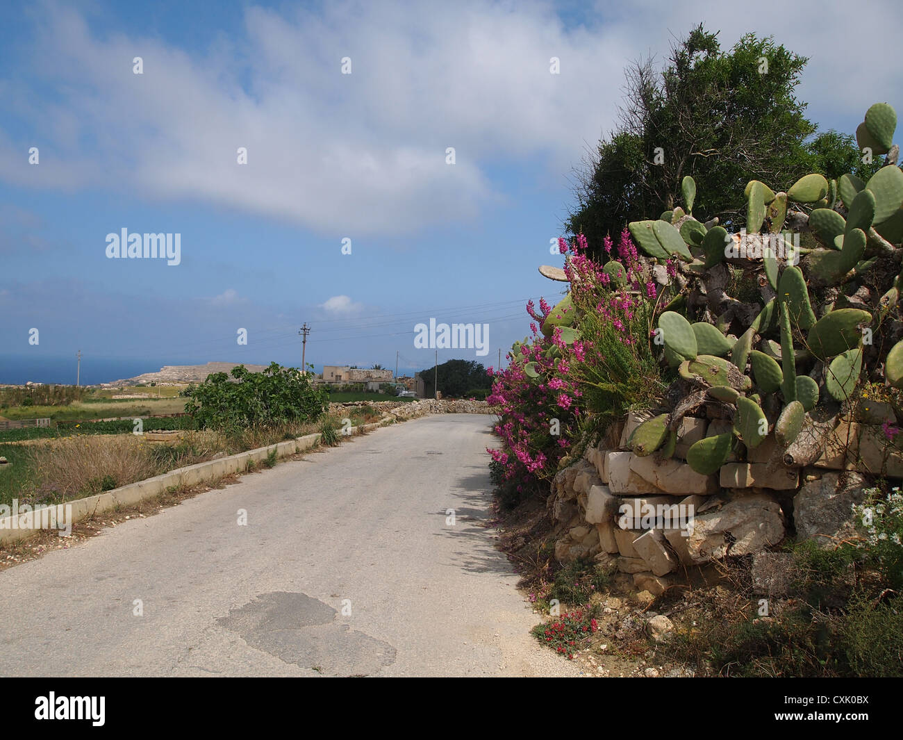 Prickly pear cactus plant malta hi-res stock photography and images - Alamy
