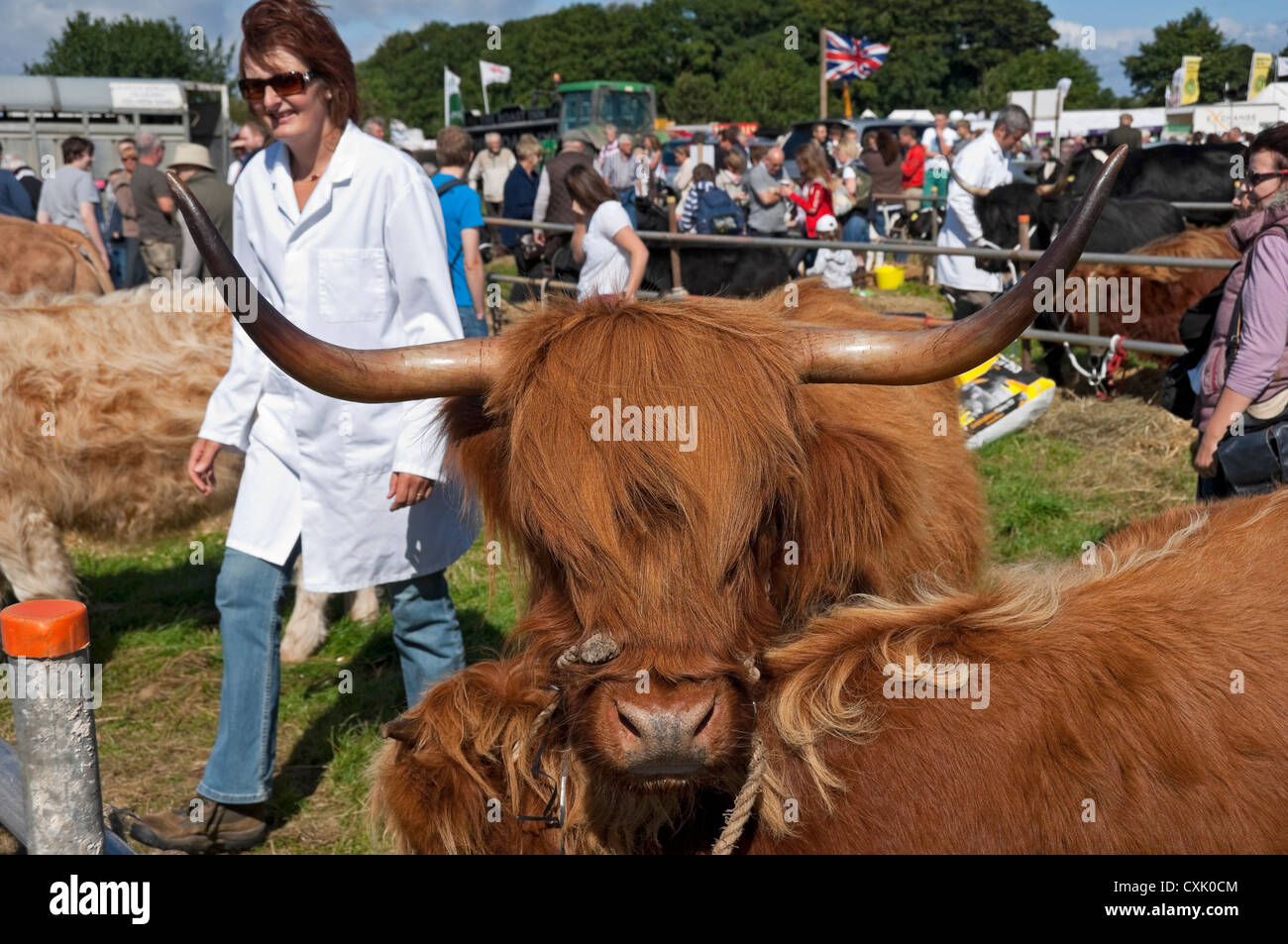 Highland cattle cow cows livestock at Egton Showground in summer North ...