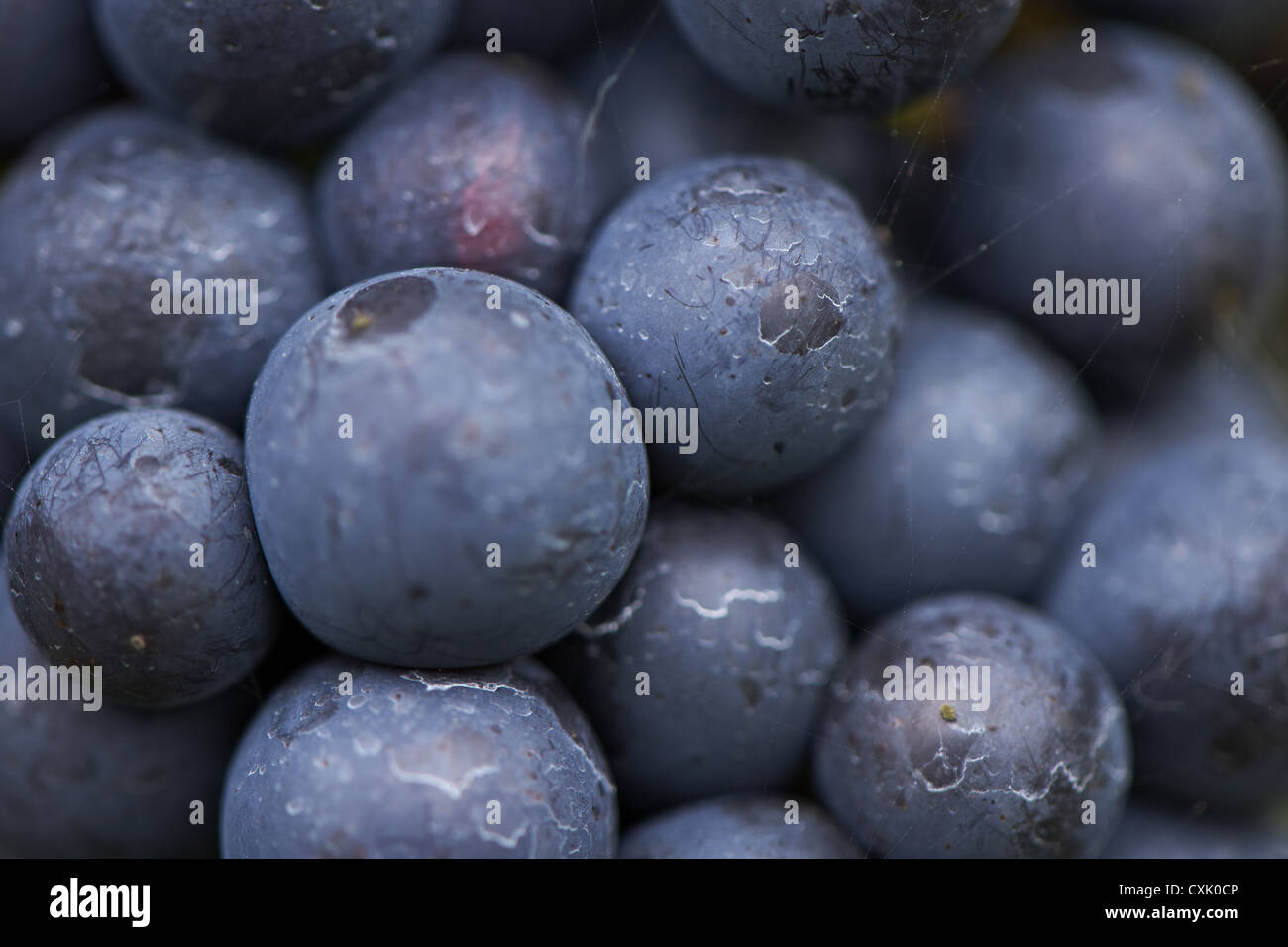 Type of grapes hi-res stock photography and images - Alamy