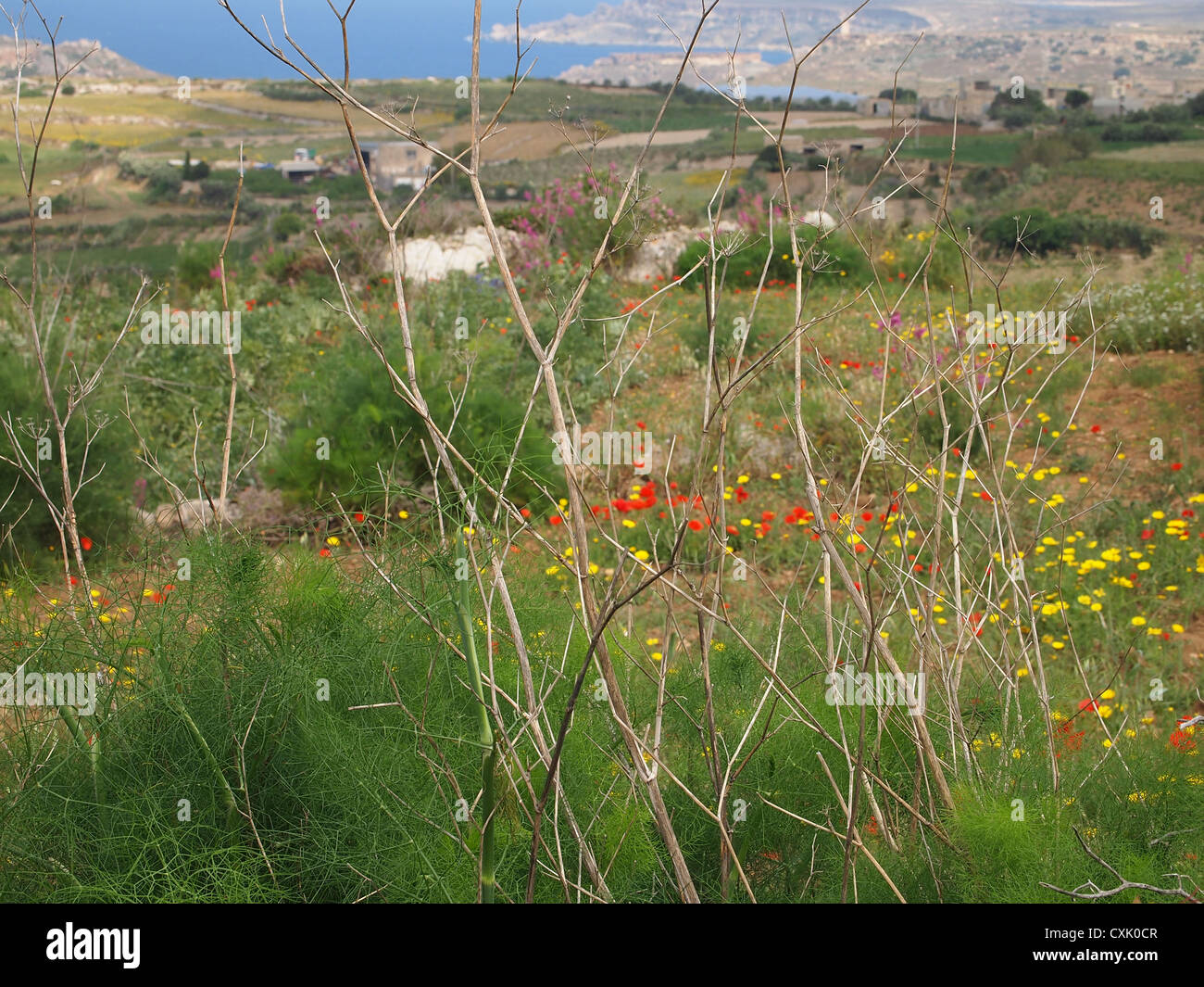 A close up of dry blades of grass Stock Photo - Alamy