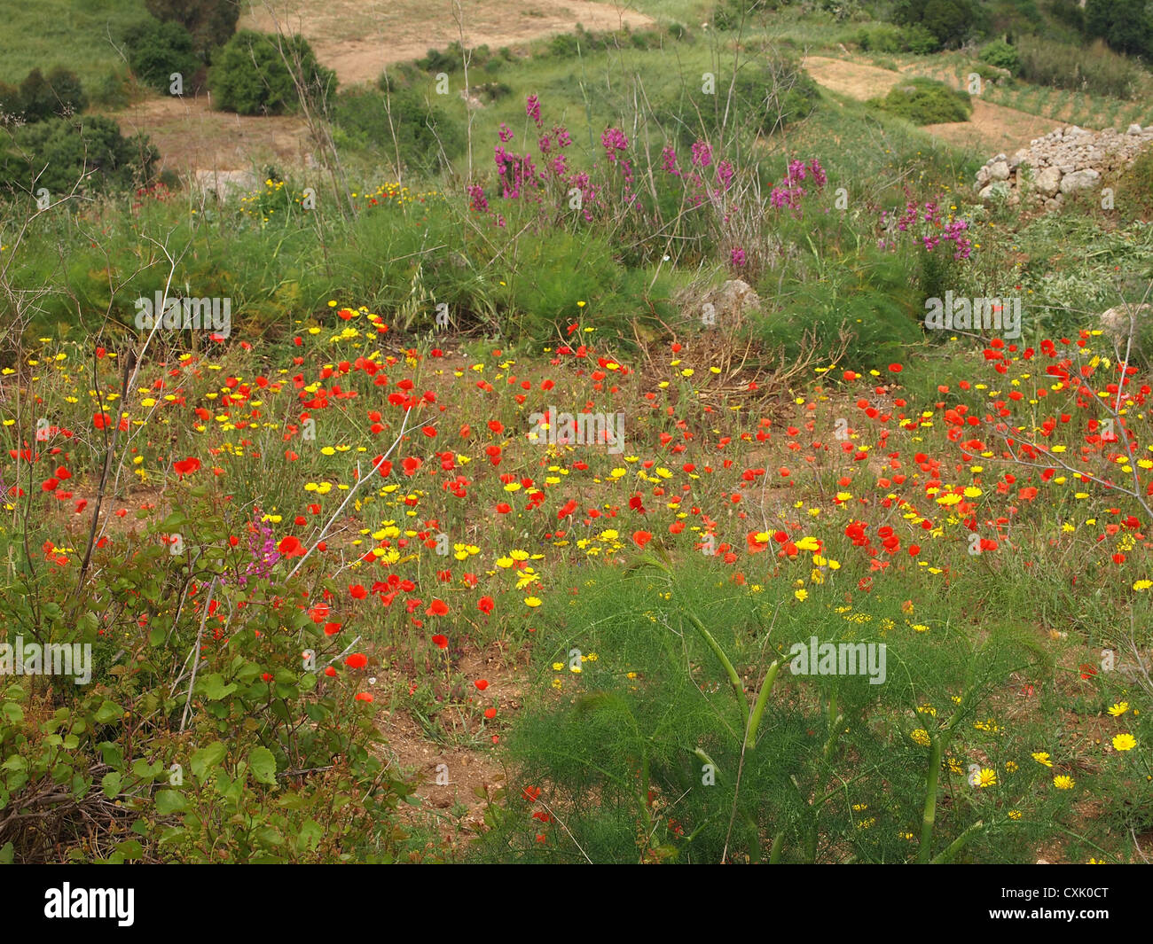 A colorful lawn Stock Photo - Alamy