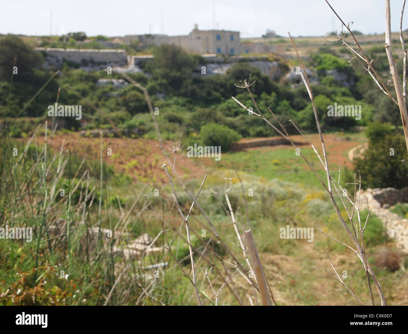A close up of dry blades of grass Stock Photo - Alamy