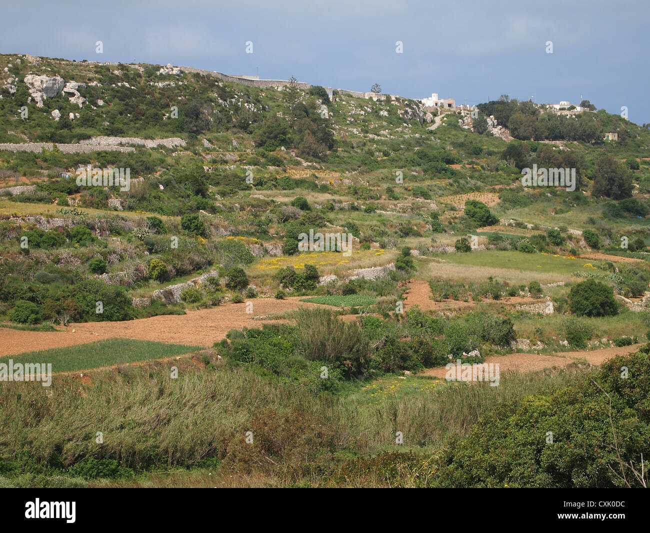 Fields and meadows on Malta Stock Photo - Alamy
