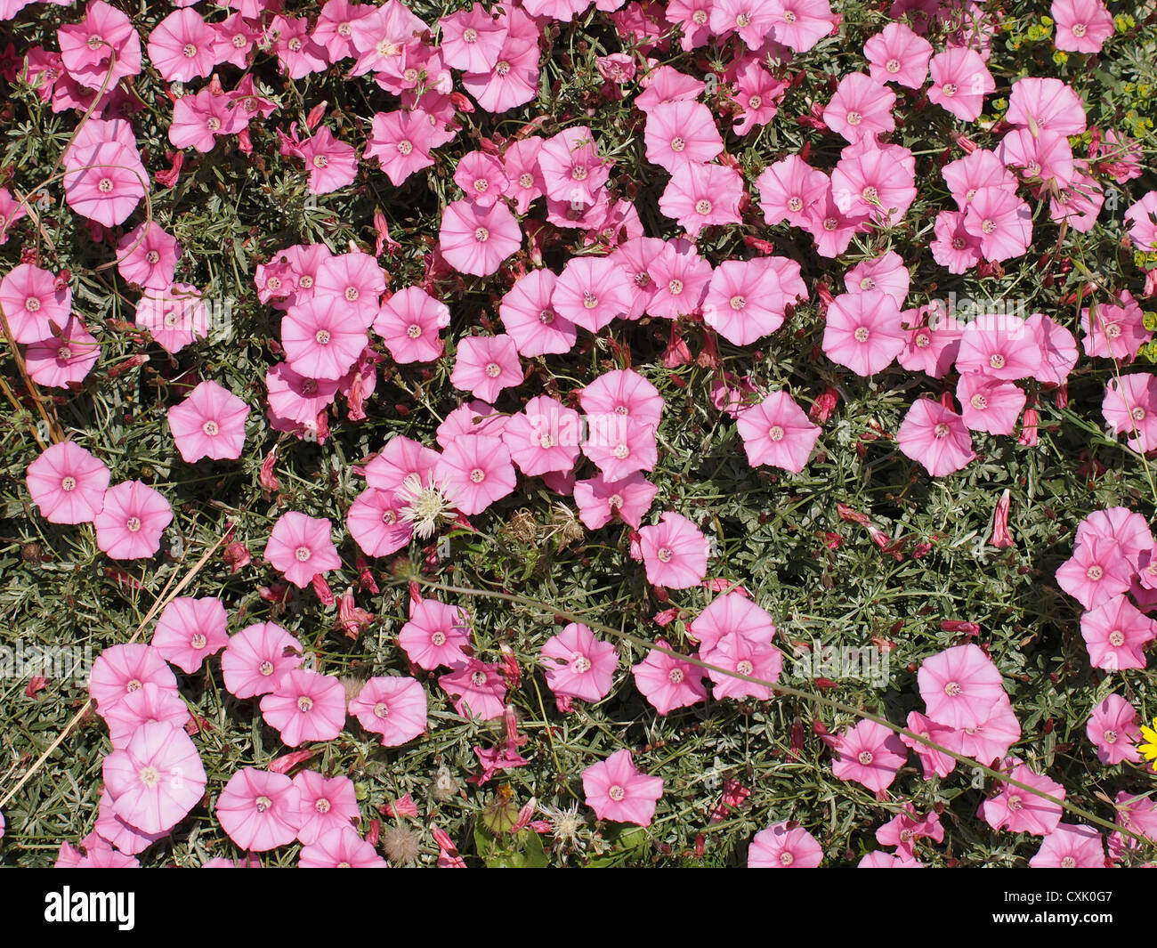Noxious bindweed vine hi-res stock photography and images - Alamy