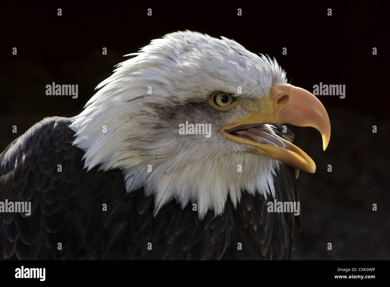 Bald bird hi-res stock photography and images - Alamy