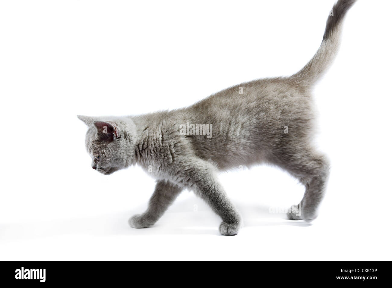 British shorthaired kitten hi-res stock photography and images - Alamy