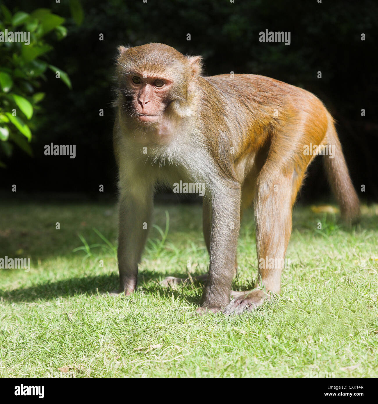 Macaque hand hi-res stock photography and images - Alamy
