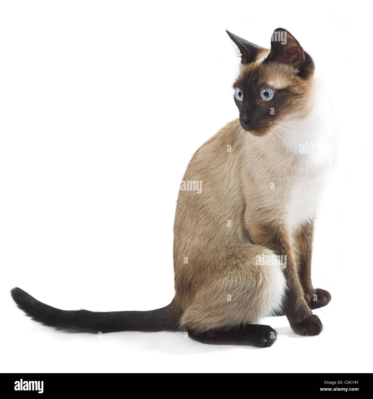 Cat chat Cut Out Stock Images & Pictures - Alamy