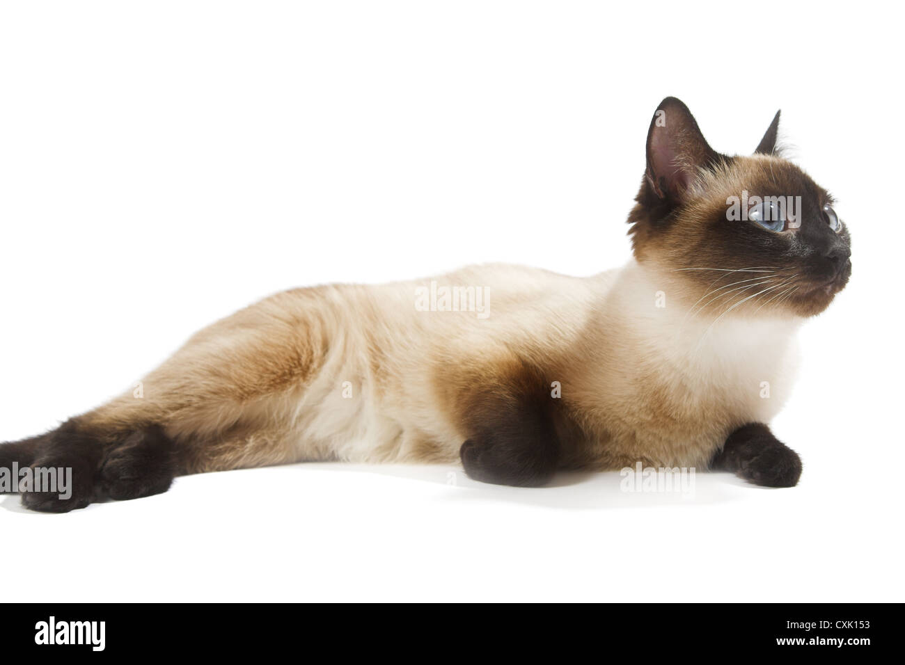 Gato siam hi-res stock photography and images - Alamy