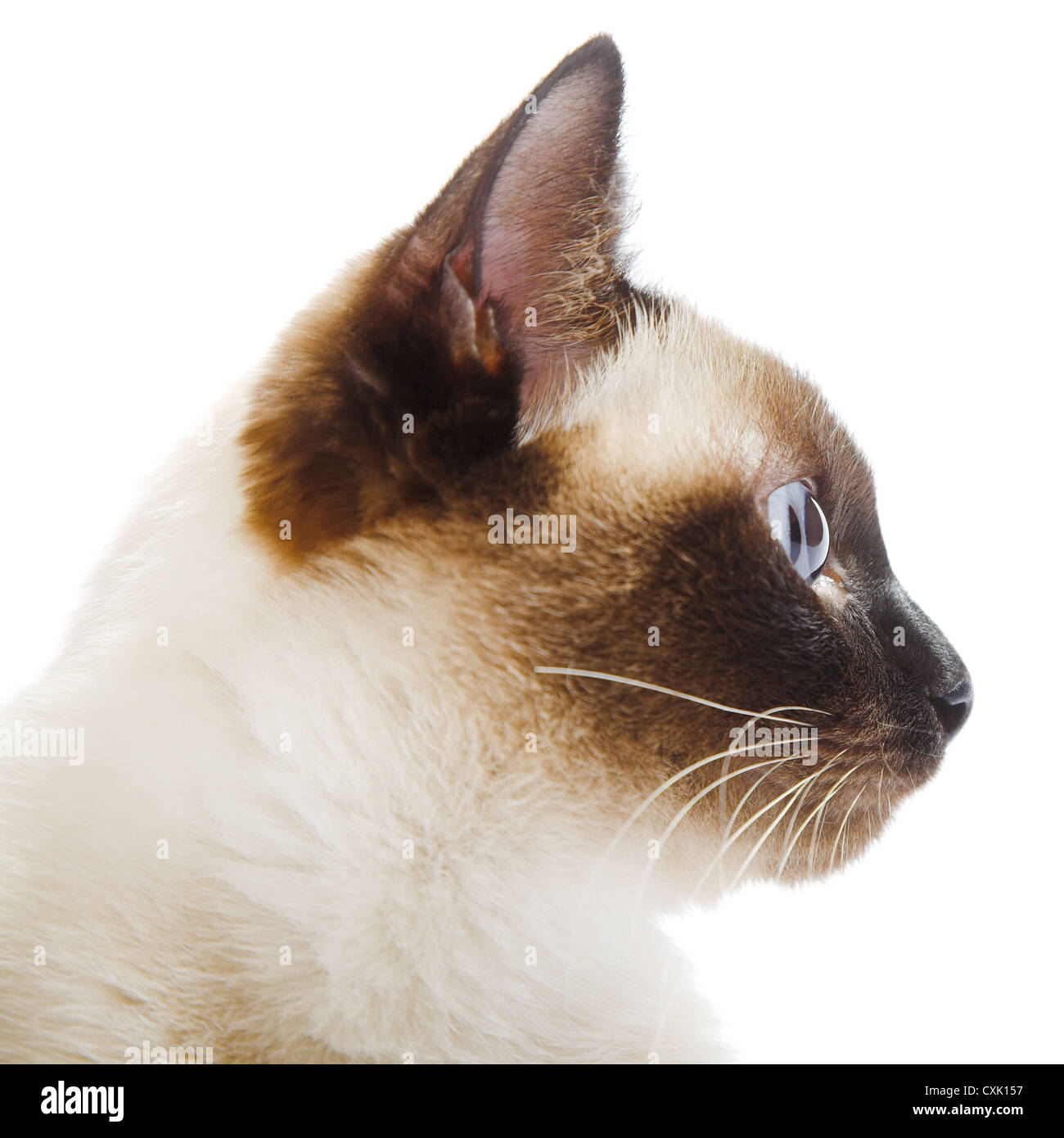 Gato siam animal hi-res stock photography and images - Alamy