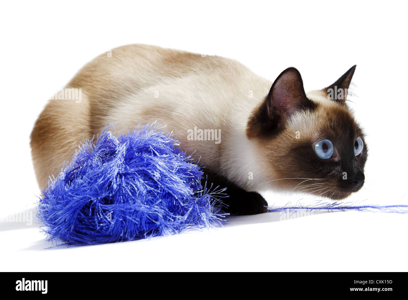 Cat facial expression Cut Out Stock Images & Pictures - Alamy