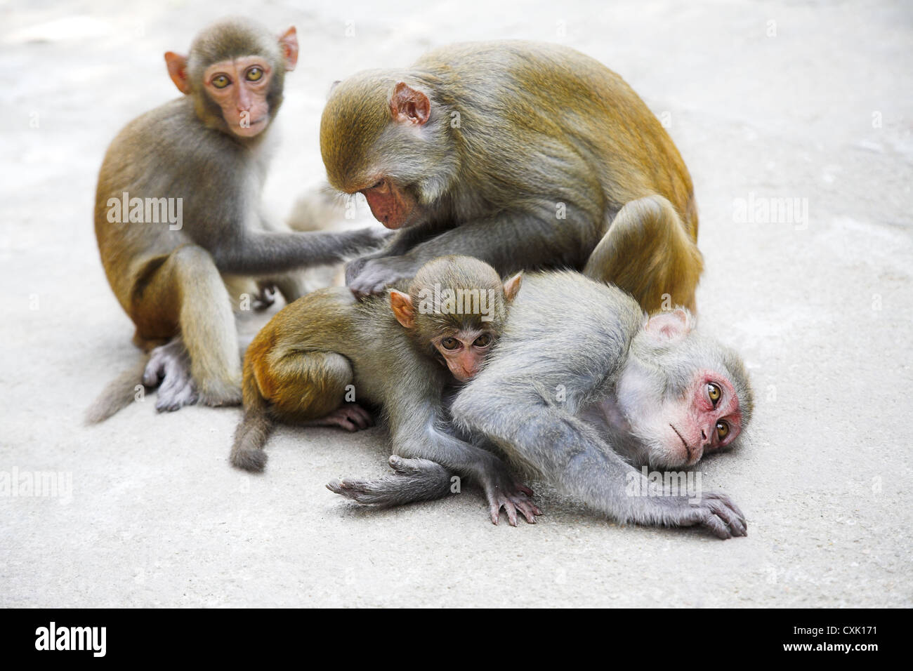 Monkey family baby hi-res stock photography and images - Alamy