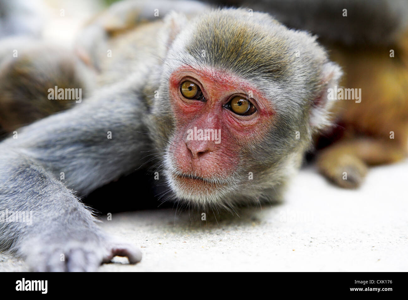 Curious macaque hi-res stock photography and images - Alamy