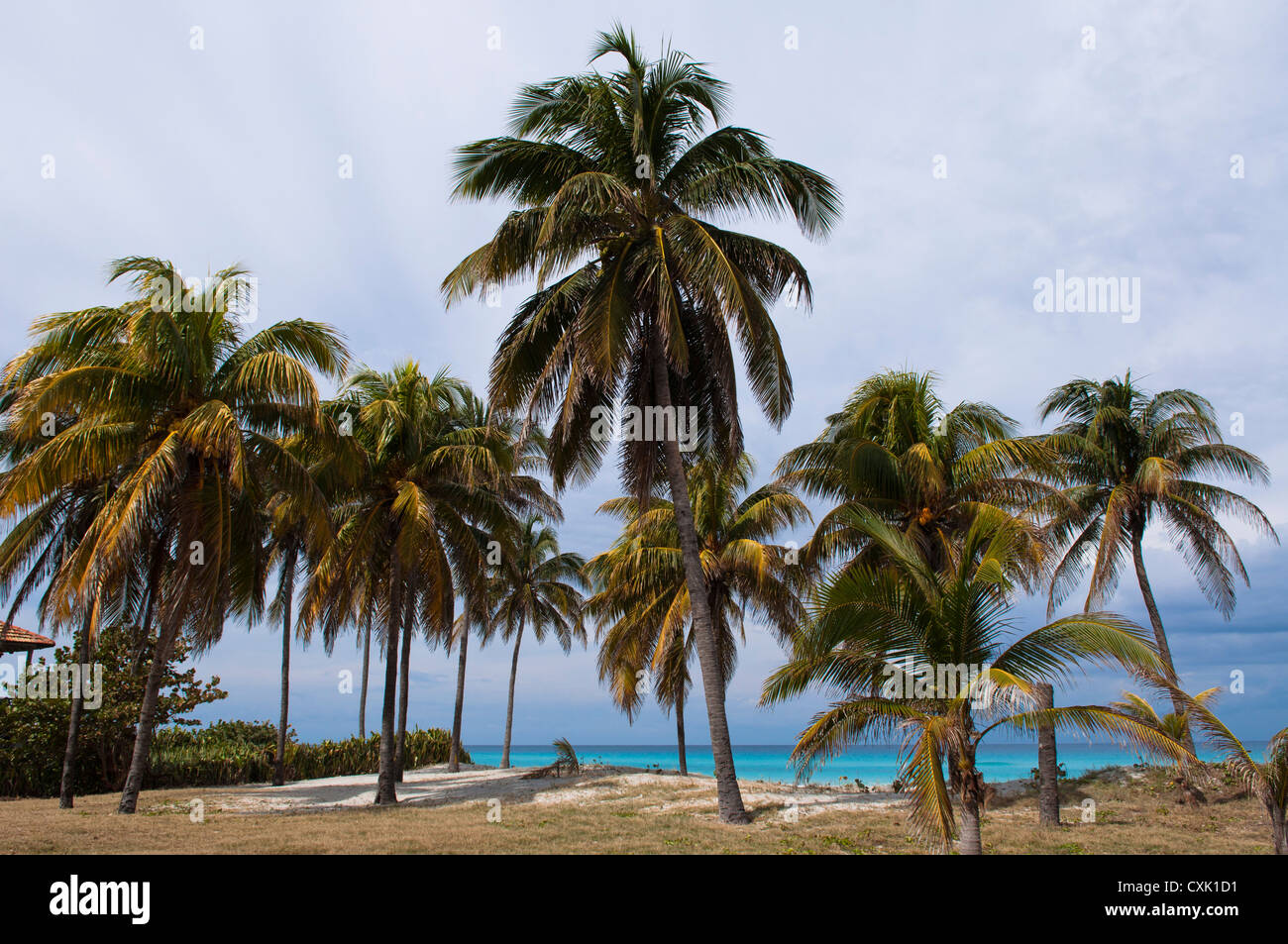Beach, Varadero, Matanzas Province, Cuba Stock Photo - Alamy