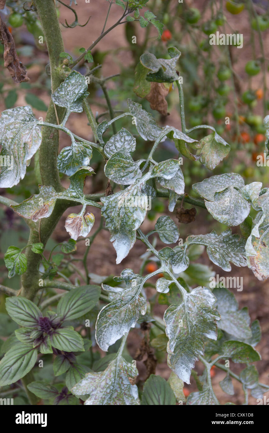 Tomato plants sprayed with Bordeaux mixture Stock Photo - Alamy