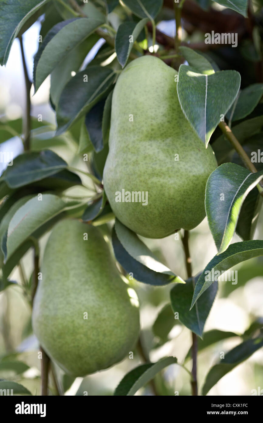 Williams bon chretien pears hi-res stock photography and images - Alamy
