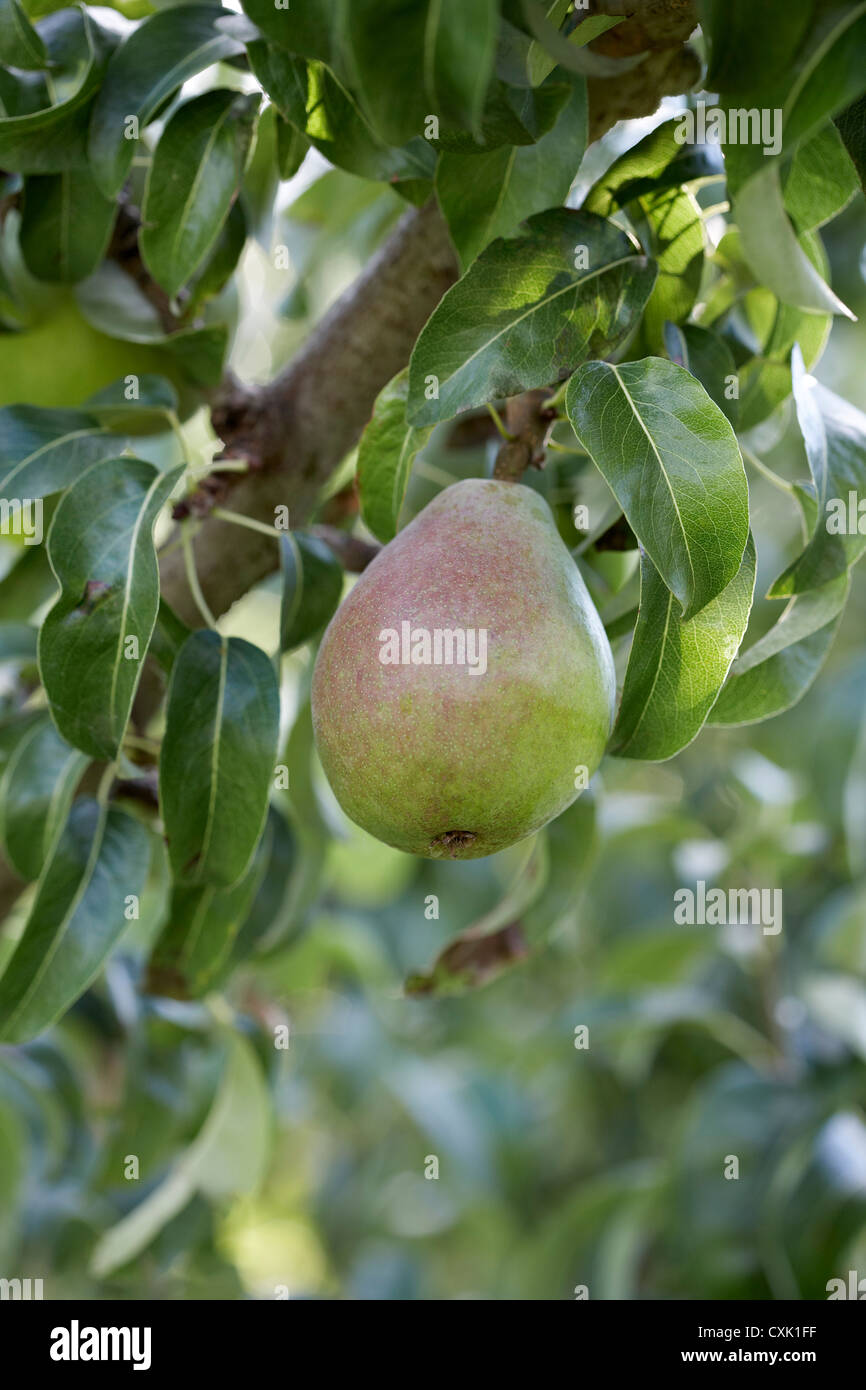 Pear, Cawston, Similkameen Country, British Columbia, Canada Stock ...