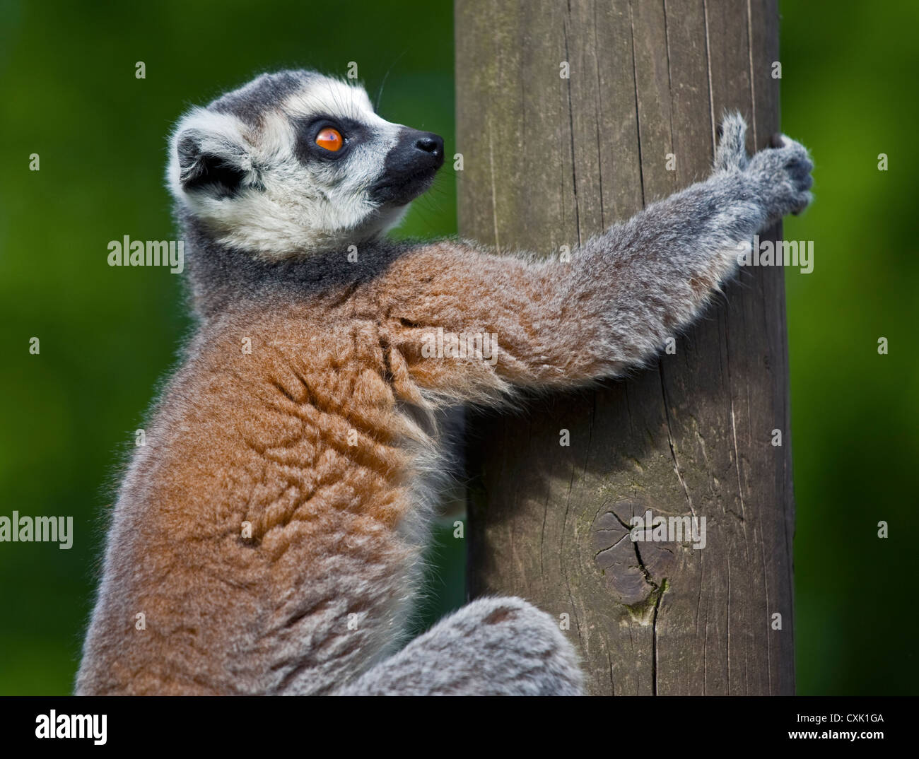 Ring Tailed Lemur (lemur catta) climbing Stock Photo - Alamy