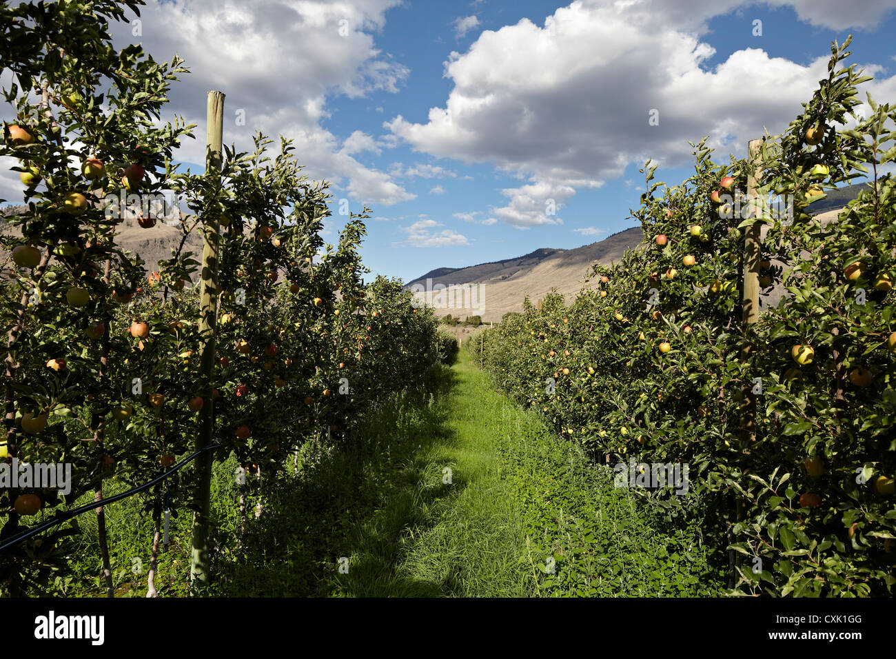 Espaliered Apple Trees, Cawston, Similkameen Country, British Columbia ...