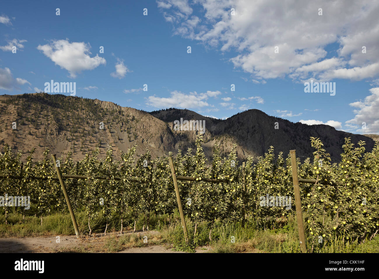 Espaliered Apple Trees, Cawston, Similkameen Country, British Columbia ...