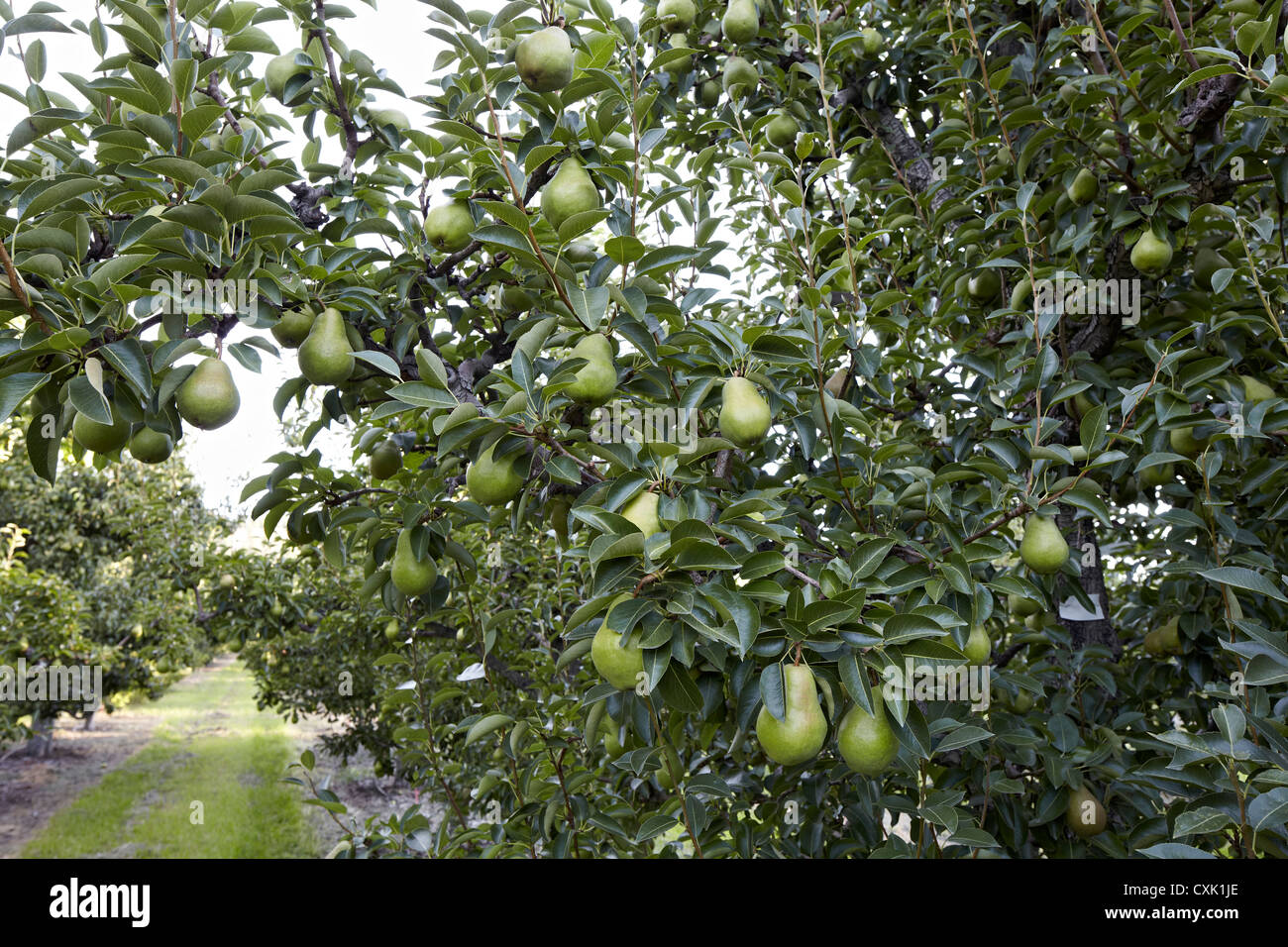 Williams Bon Chretien Pear High Resolution Stock Photography and Images ...