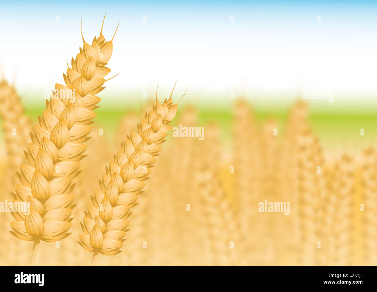 Dinkel feld hi-res stock photography and images - Alamy