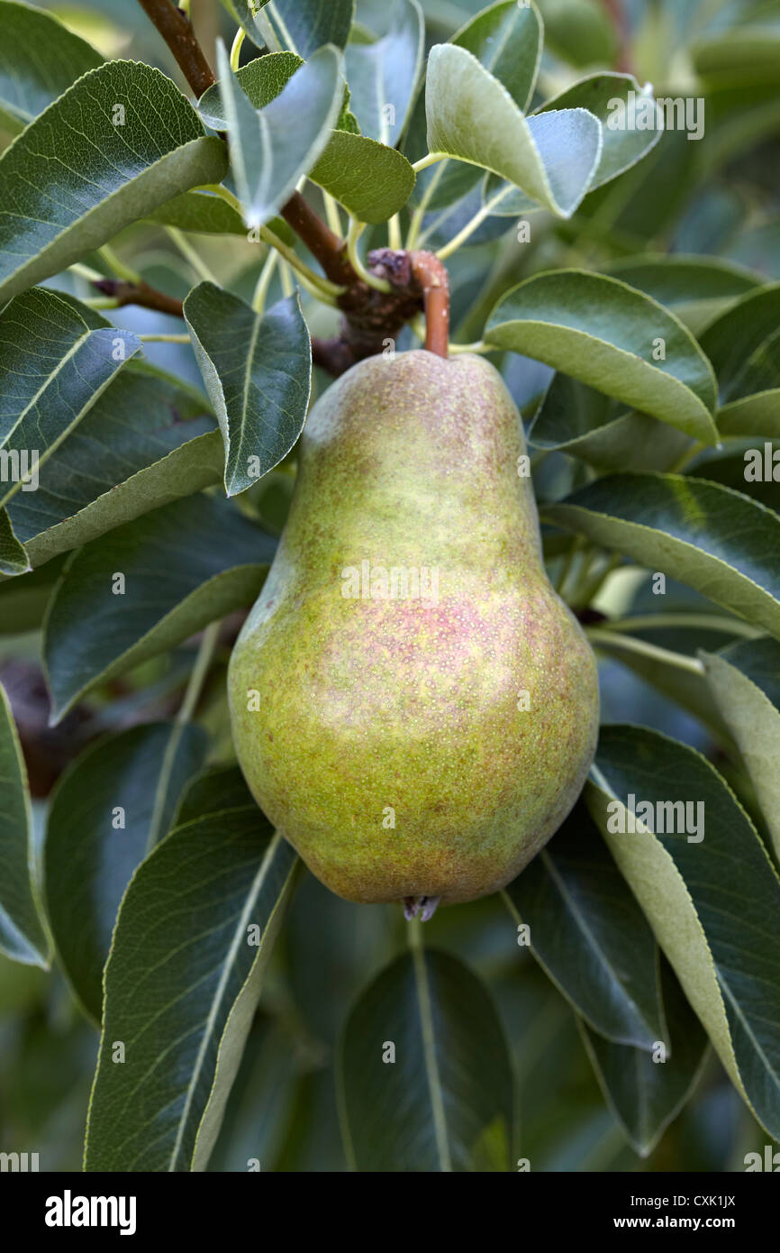 Bon chretien pear hi-res stock photography and images - Alamy