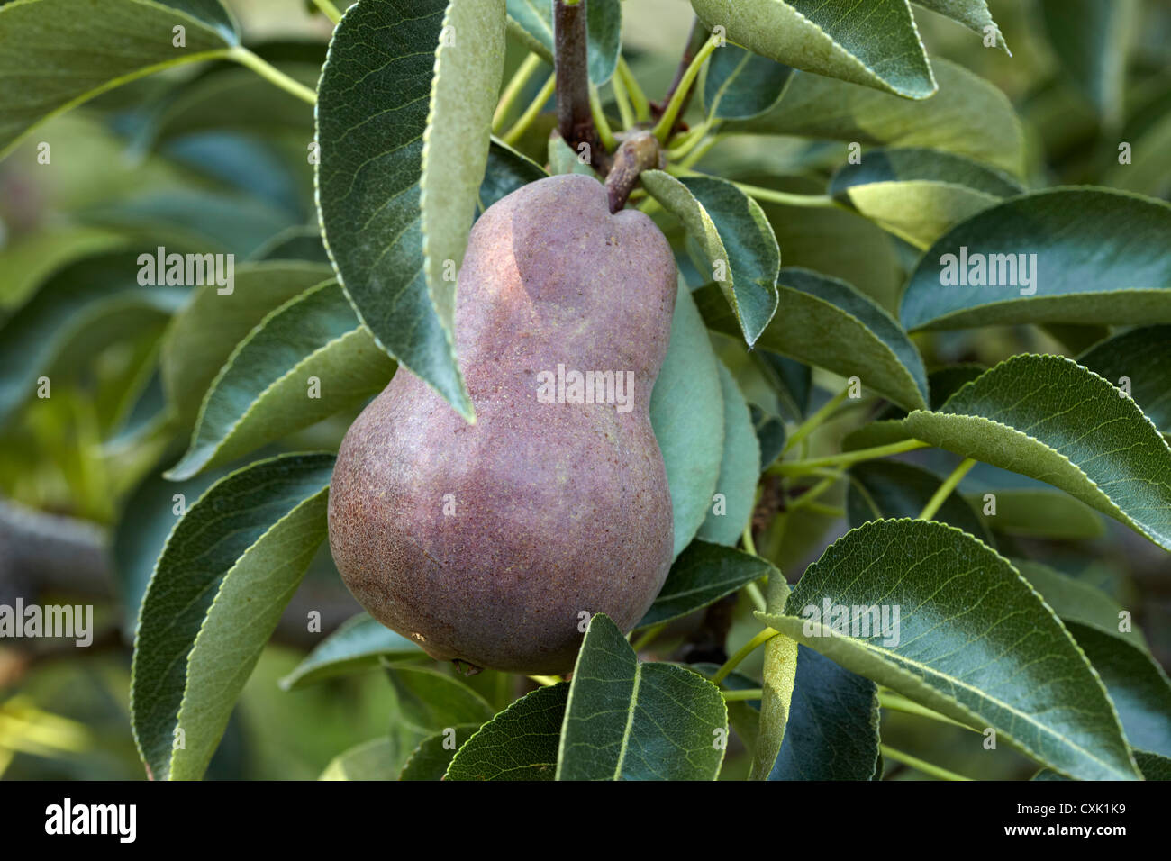 Pear tree hi-res stock photography and images - Alamy