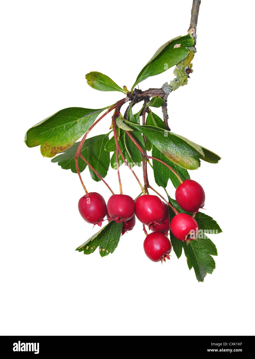 Crataegus laevigata isolated hi-res stock photography and images - Alamy