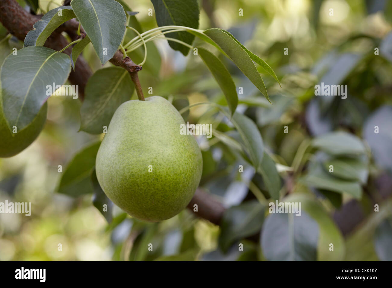 Pear, Cawston, Similkameen Country, British Columbia, Canada Stock ...