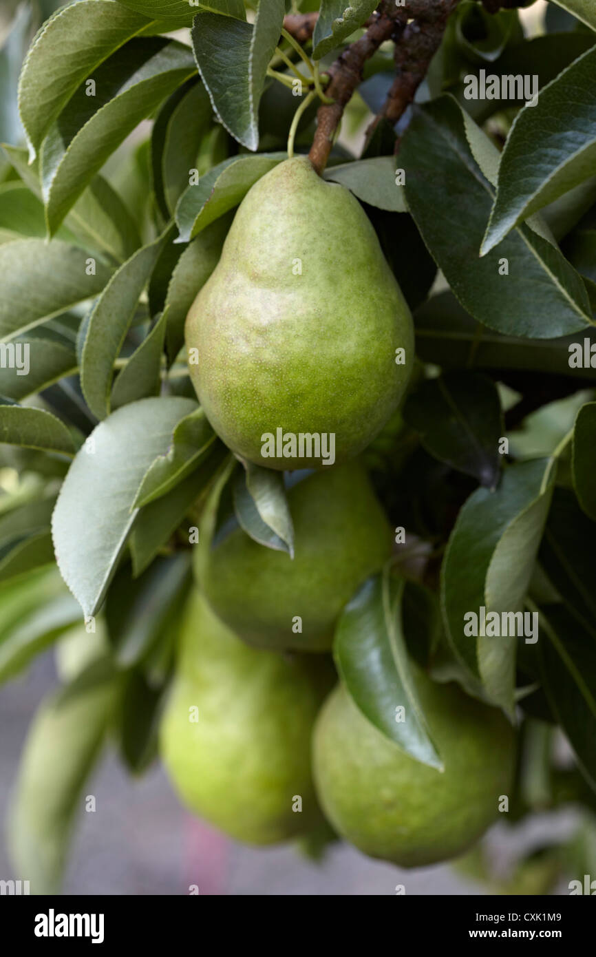 Bartlett Pears, Cawston, Similkameen Country, British Columbia, Canada ...