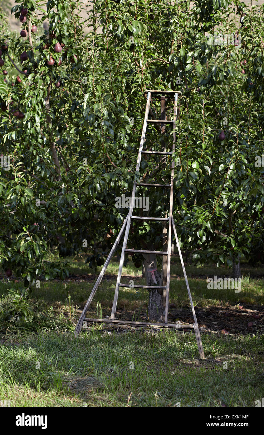 Orchard Ladder and Pear Trees, Cawston, Similkameen Country, British ...