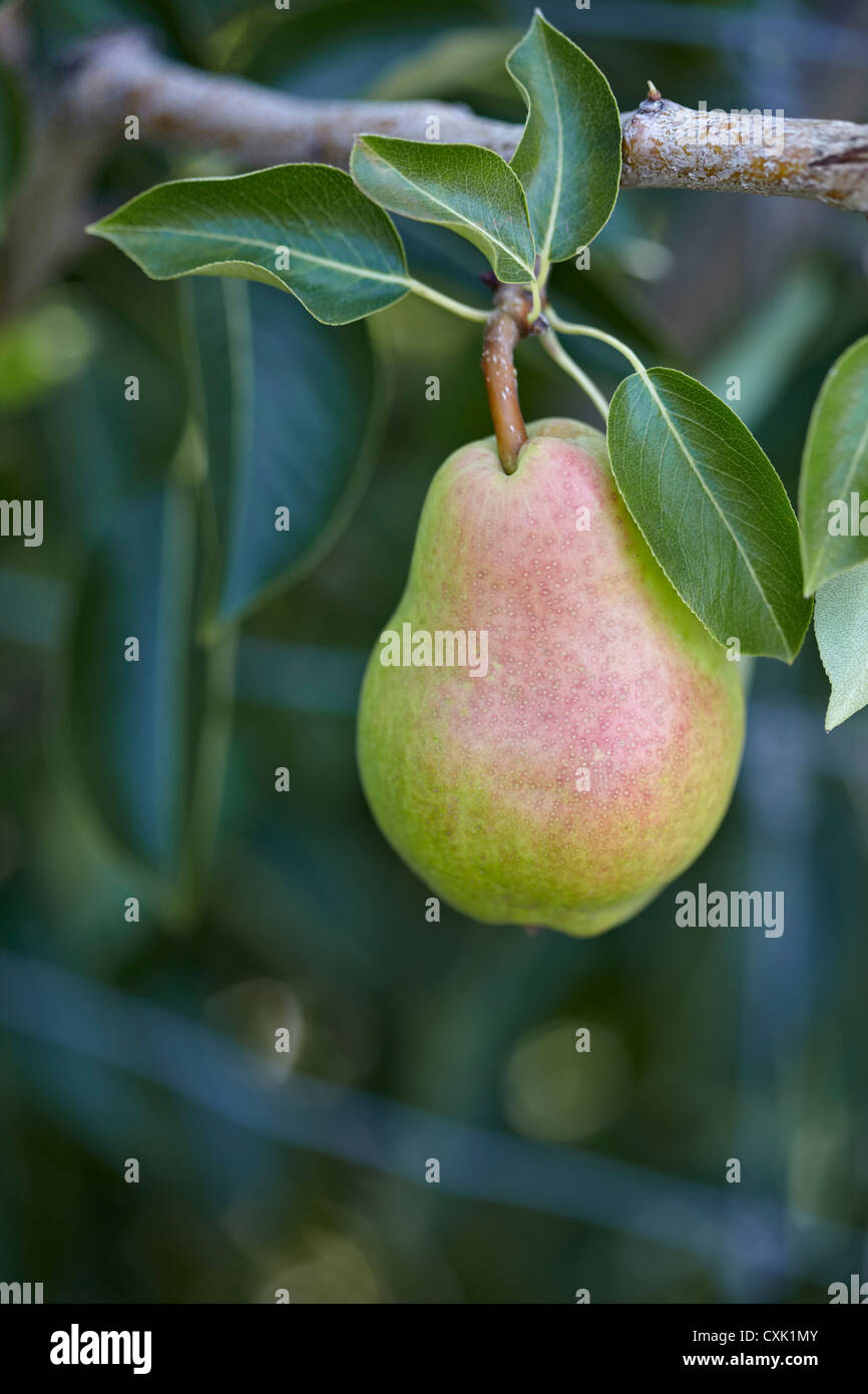 Bartlett Pear, Cawston, Similkameen Country, British Columbia, Canada ...