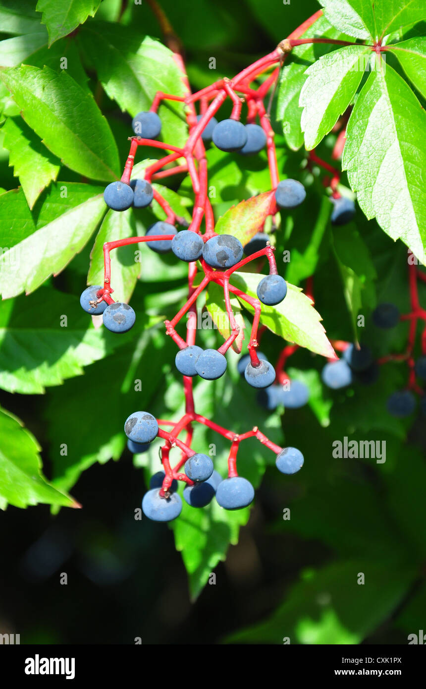 Virginia creeper (Parthenocissus quinquefolia Stock Photo - Alamy
