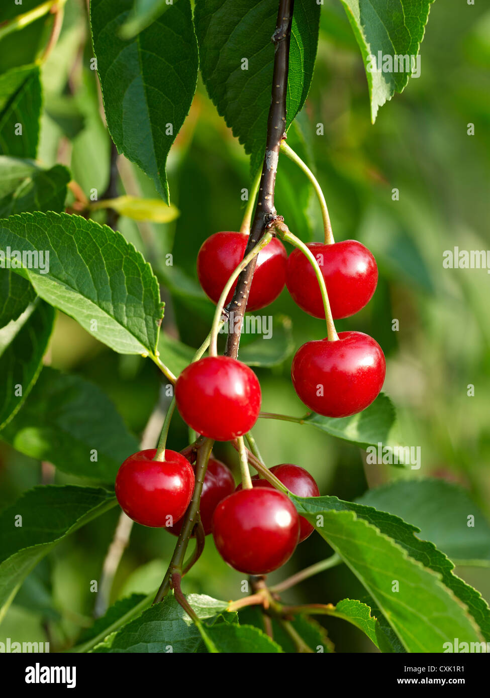 Sour Cherries, Beamsville, Niagara Region, Ontario, Canada Stock Photo ...