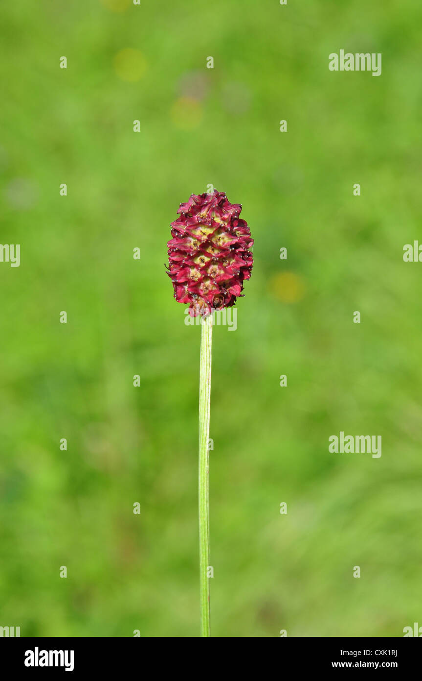 Great burnet (Sanguisorba officinalis Stock Photo - Alamy