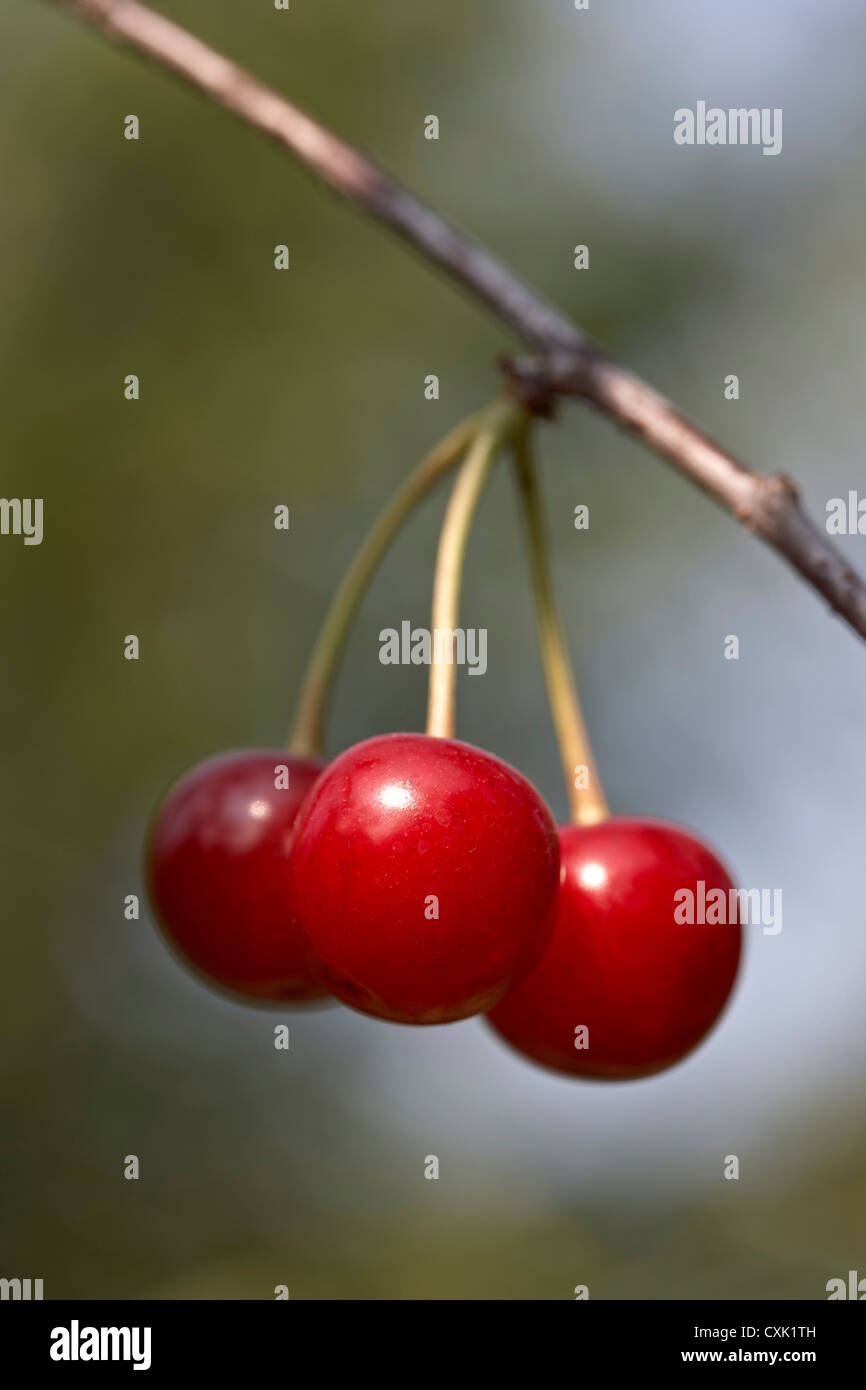 Sour Cherries, Beamsville, Niagara Region, Ontario, Canada Stock Photo ...