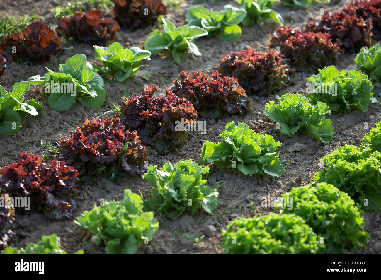 Lettuce field hi-res stock photography and images - Alamy