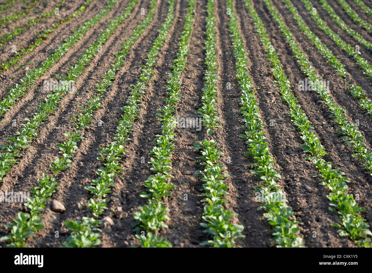 Radish Field, Fenwick, Ontario, Canada Stock Photo - Alamy