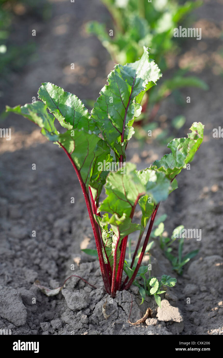 Food picture of beet hi-res stock photography and images - Alamy