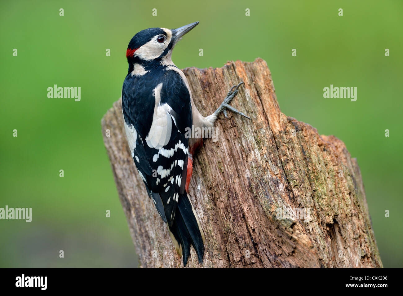 Great spotted woodpecker (Dendrocopos major Stock Photo - Alamy