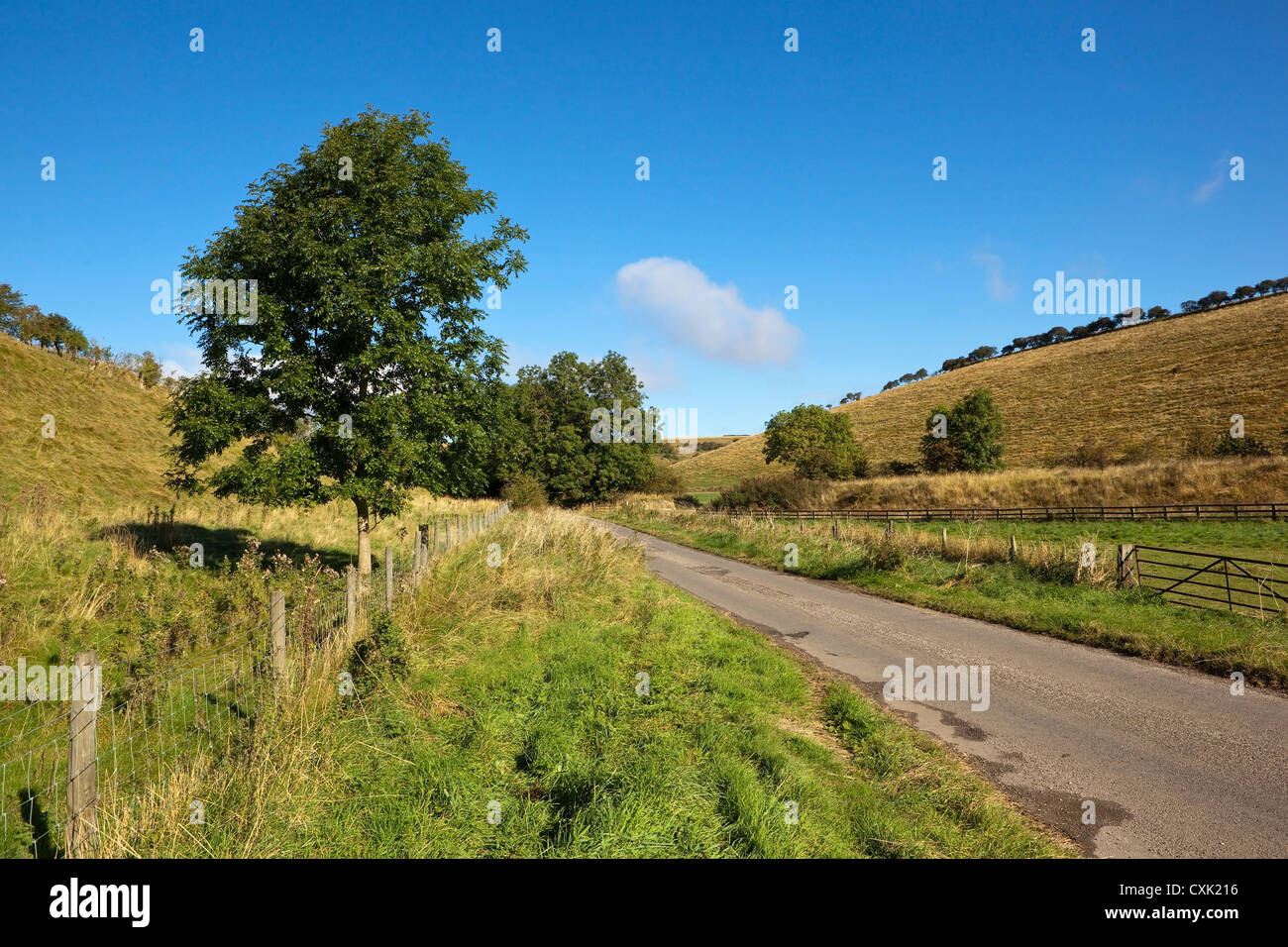 A rural landscape with young ash trees growing in a grassy valley by a ...